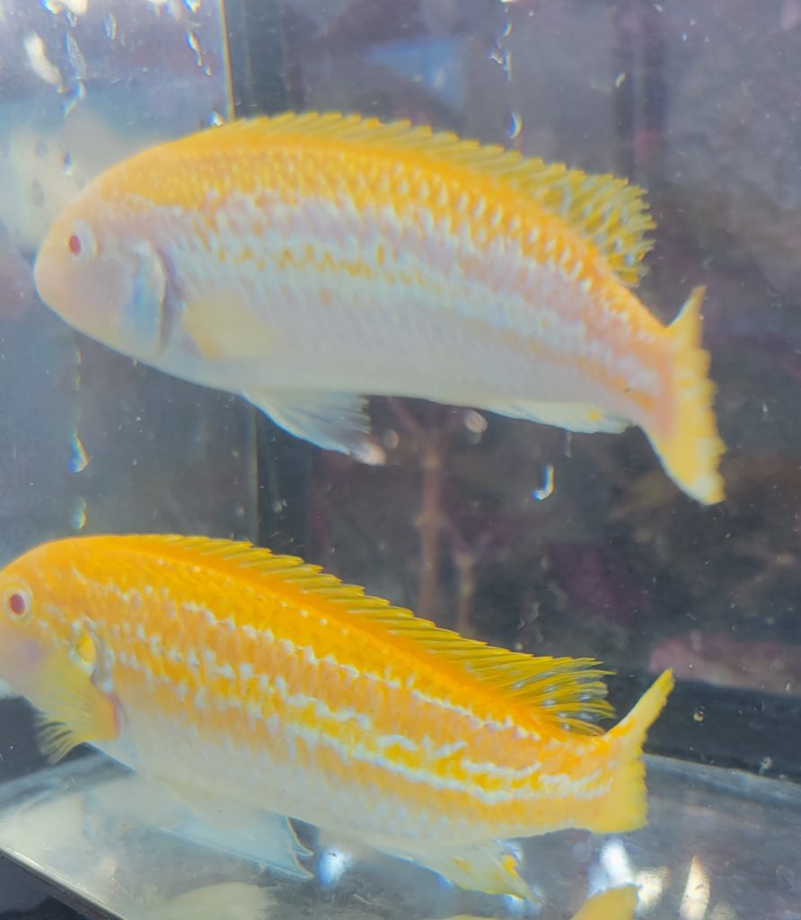 Albino Golden Cichlid — Melanochromis auratus - Buy Live Fish online ...