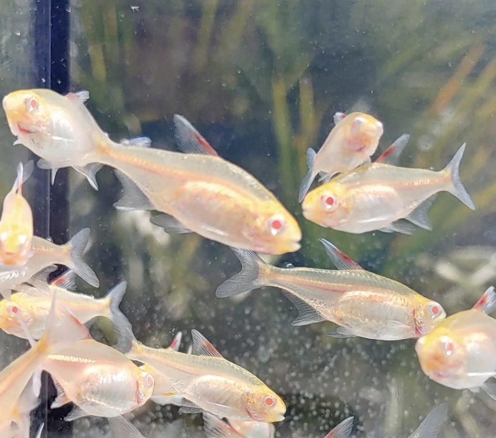 Albino Glolite — Albino Fire Tetra — Hemigrammus erythrozonus - Buy ...