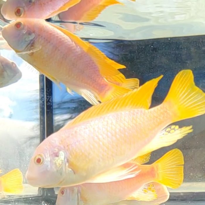 Lake Malawi Mbuna | Mbuna for Sale | Quinn’s Fins