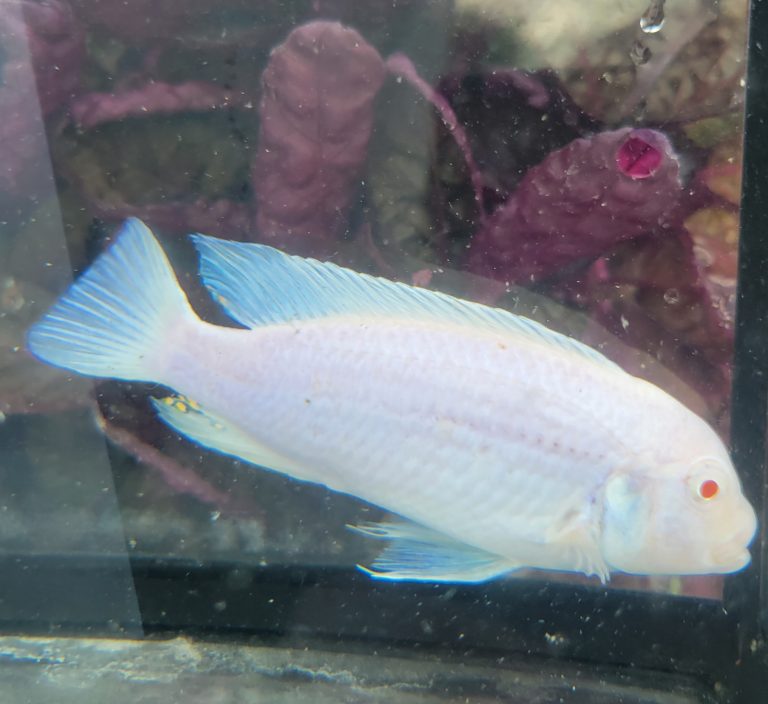 Snow White cichlid - Albino Psuedotropheus socolofi - Buy Live Fish ...