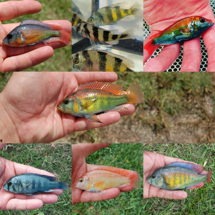 African Cichlids for Sale | Vibrant Farm-Bred Cichlids | Quinn’s Fins