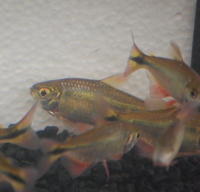 Large Buenos Aires Tetras - Hyphessobrycon anisitsi - Buy Live Fish ...