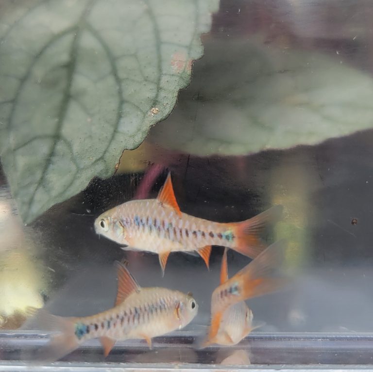 Barbs - Buy Live Fish online | Online Fish Store - Quinn's Fins