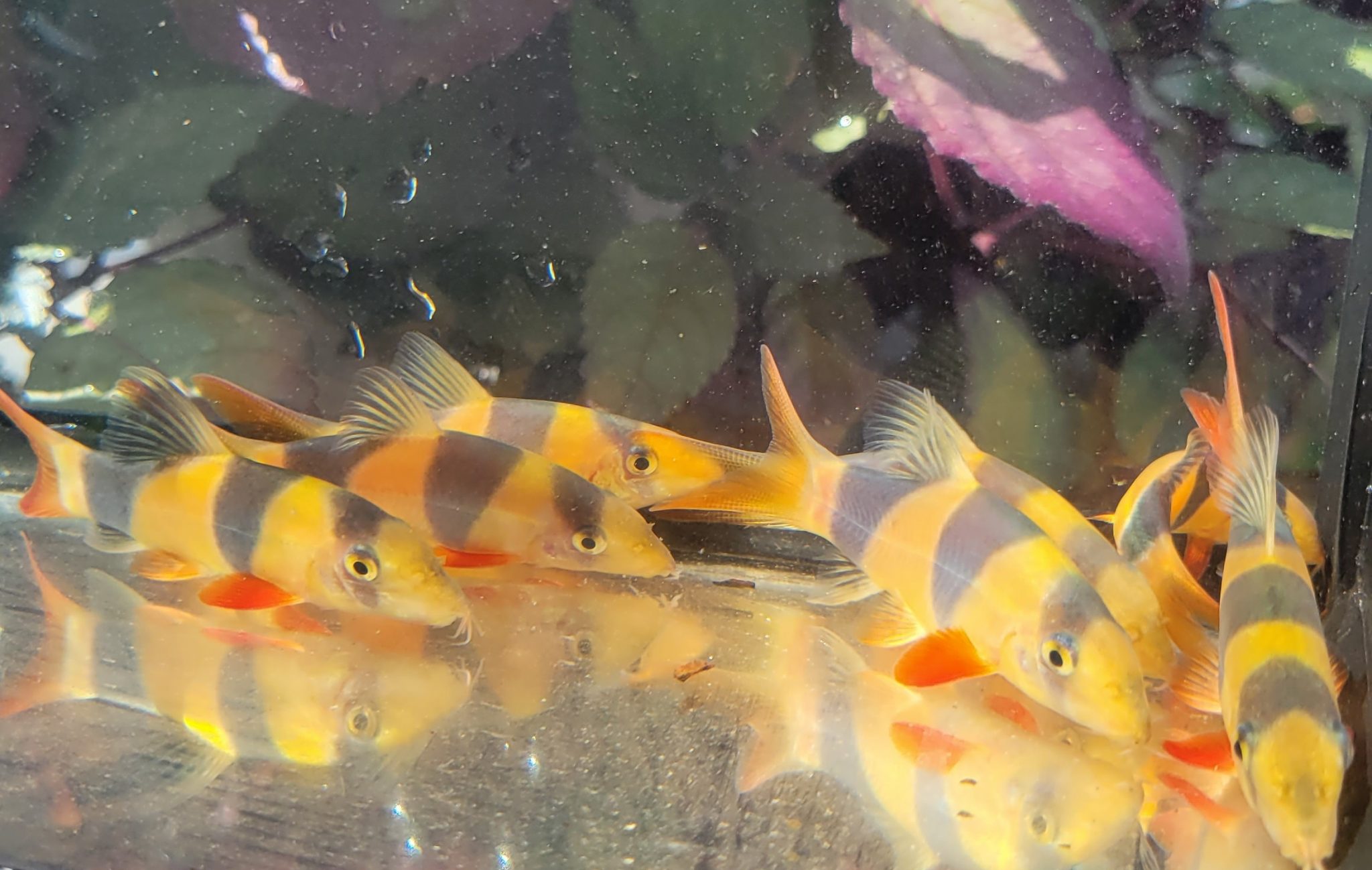 Clown Loach - Chromobotia macracantha - Buy Live Fish online | Online ...
