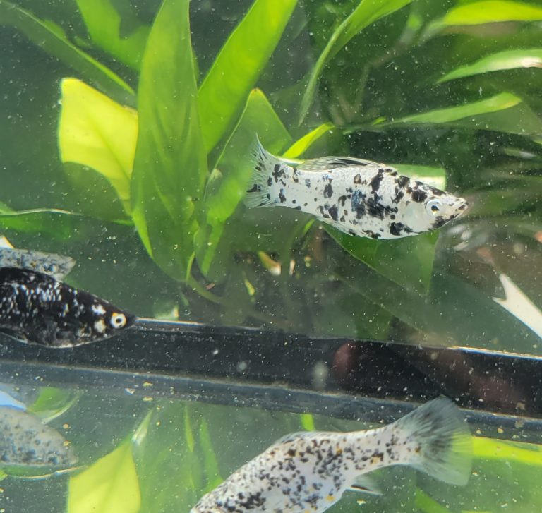 Dalmatian Molly - Poecilia latipinna - Buy Live Fish online | Online ...
