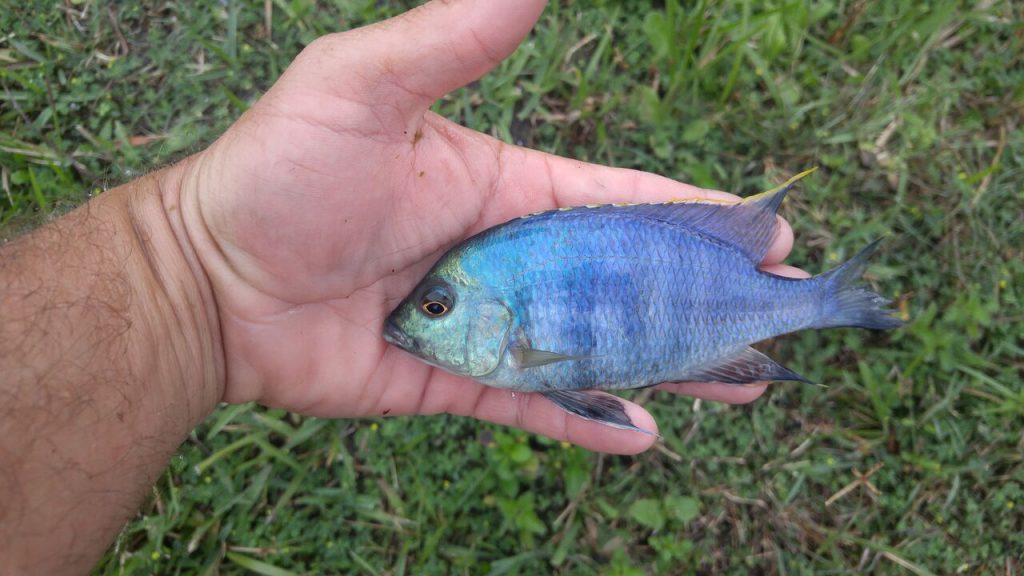 Deep Water Hap - Placidochromis electra - Buy Live Fish online | Online ...