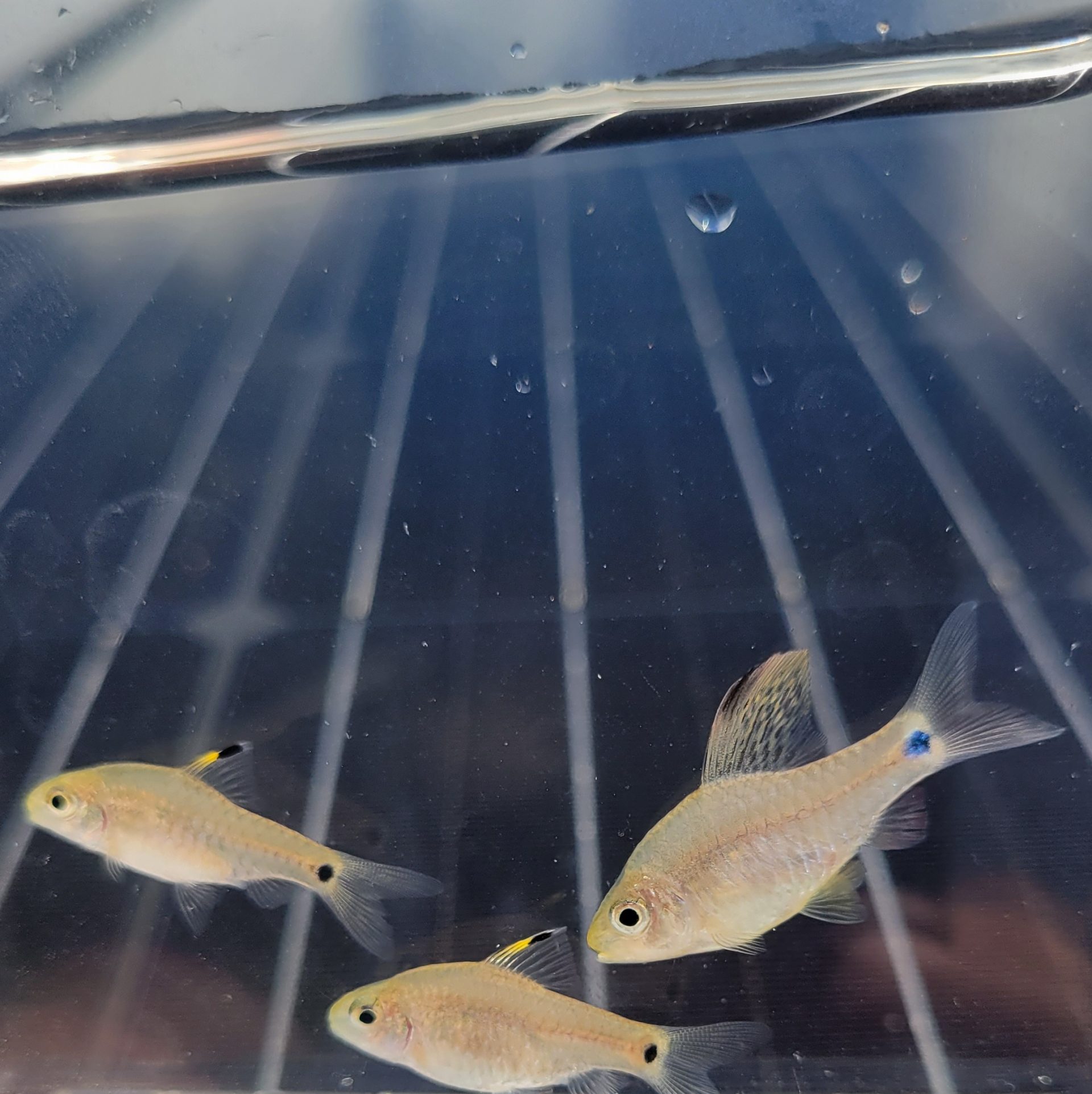 Barbs - Buy Live Fish online | Online Fish Store - Quinn's Fins