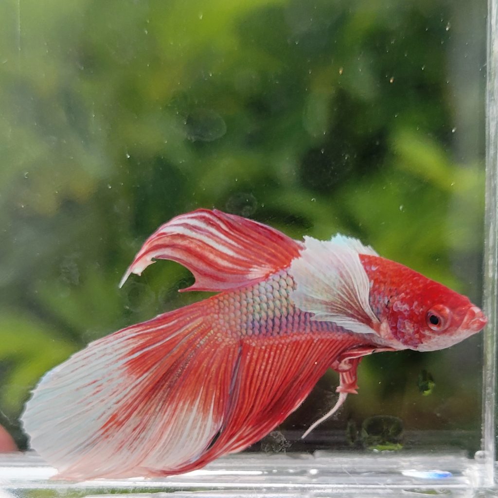 Dumbo Ear Half Moon Betta - Betta splendens - Buy Live Fish online ...
