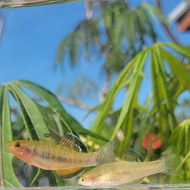 Empire Gudgeon - Hypseleotris compressa - Buy Live Fish online | Online ...