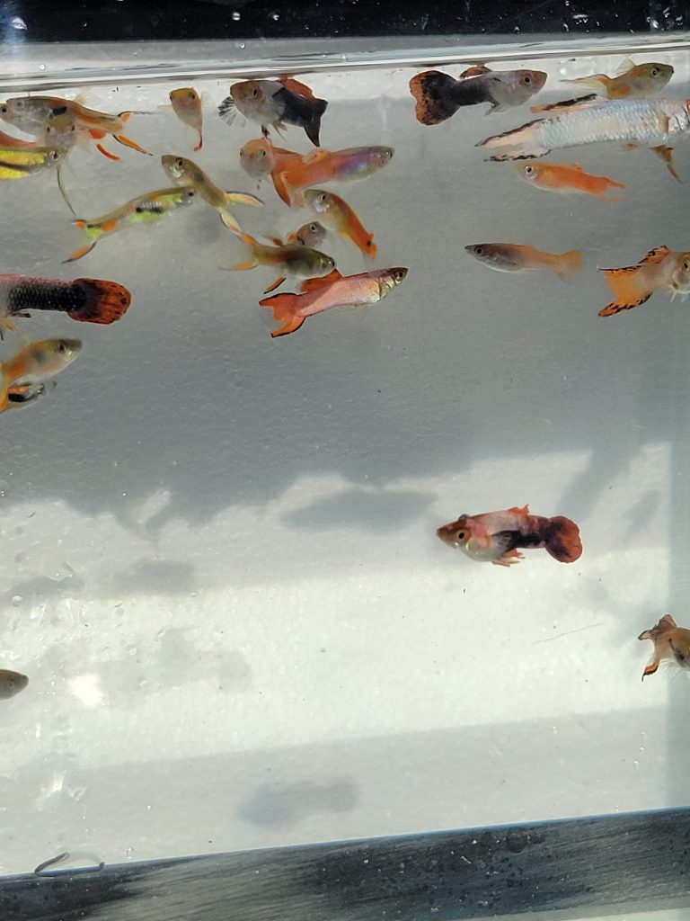 Endler's Livebearer- Poecilia wingei - Male Mix - Buy Live Fish online ...