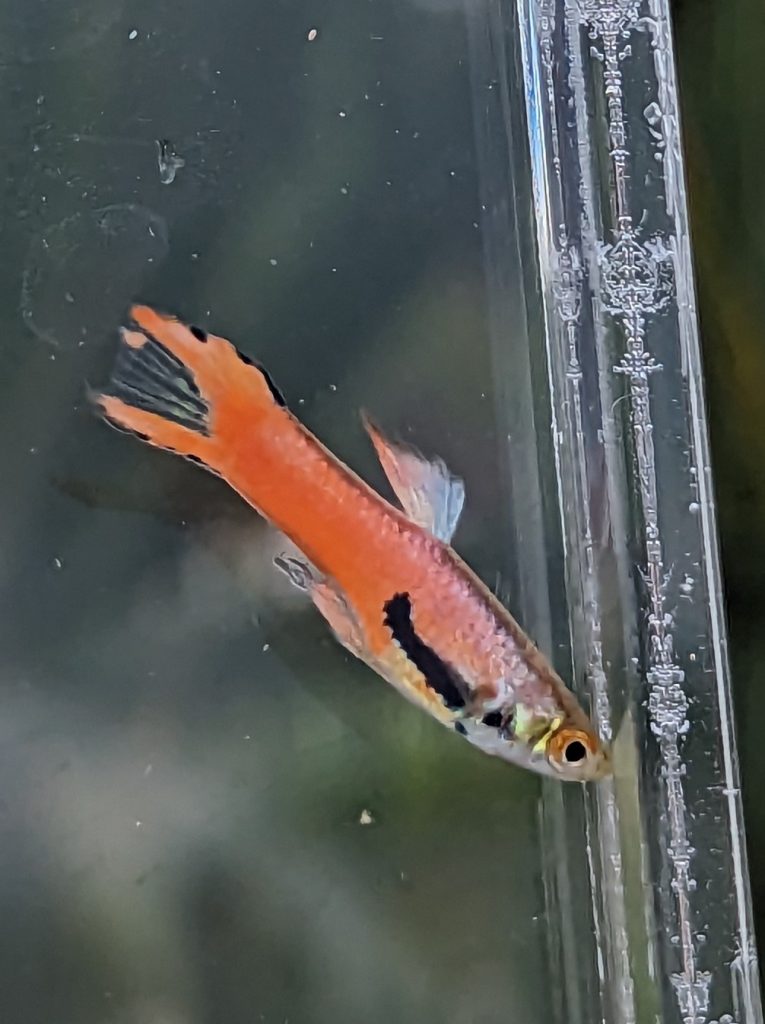 Endler's Guppy - Shocking Pink - Poecilia wingei - Buy Live Fish online ...