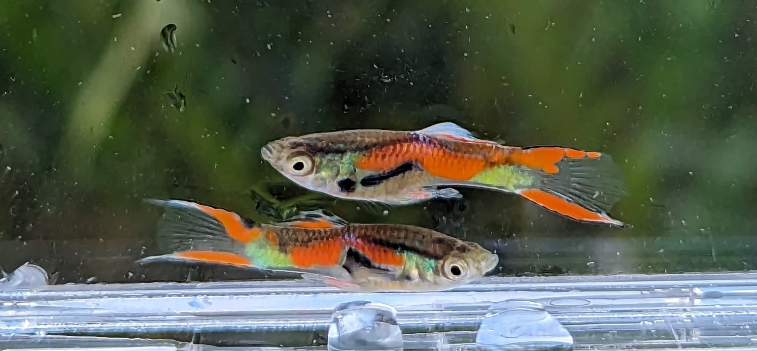 Endler's Livebearer - Wild Type - Poecilia wingei - Buy Live Fish ...