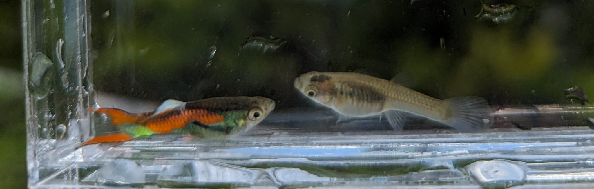 Endler's Livebearer - Wild Type - Poecilia wingei - Buy Live Fish ...