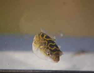 Figure 8 Puffer - Tetraodon biocellatus - Buy Live Fish online | Online ...