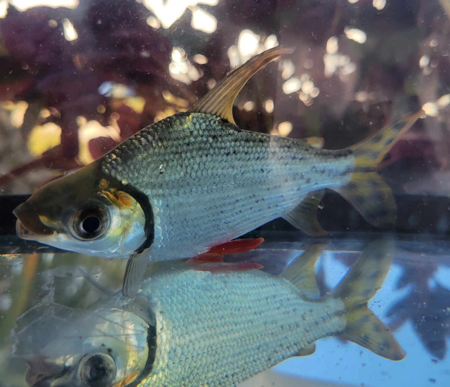 Flagtail Prochilodus - Semaprochilodus insignis - Buy Live Fish online ...