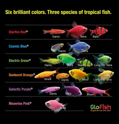 GloFish® Pristella Tetra — Pick your color - No Shipping to Canada ...