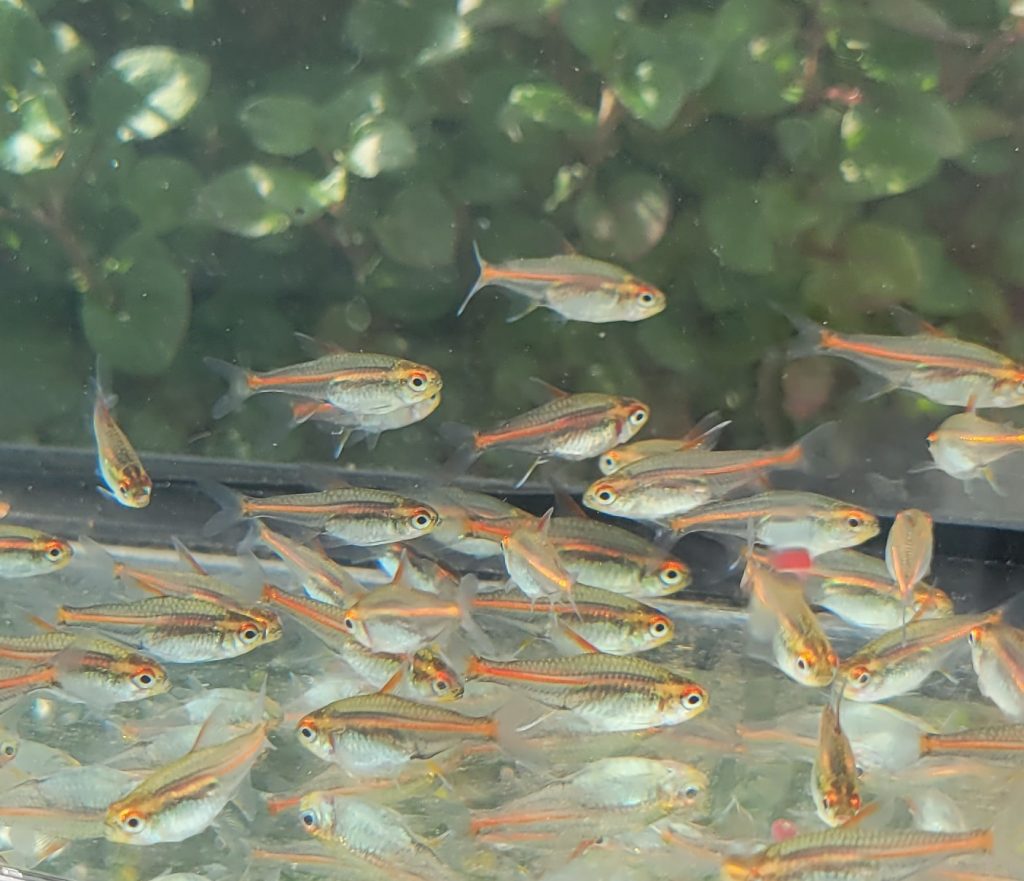 Fire Neon Tetra - Glolite Tetra - Hemigrammus erythrozonus - Buy Live ...
