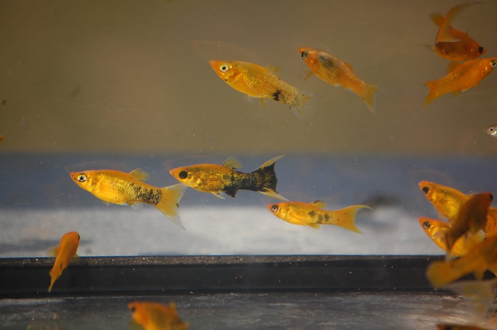 Gold Dust Molly - Poecilia sphenops - Buy Live Fish online | Online ...