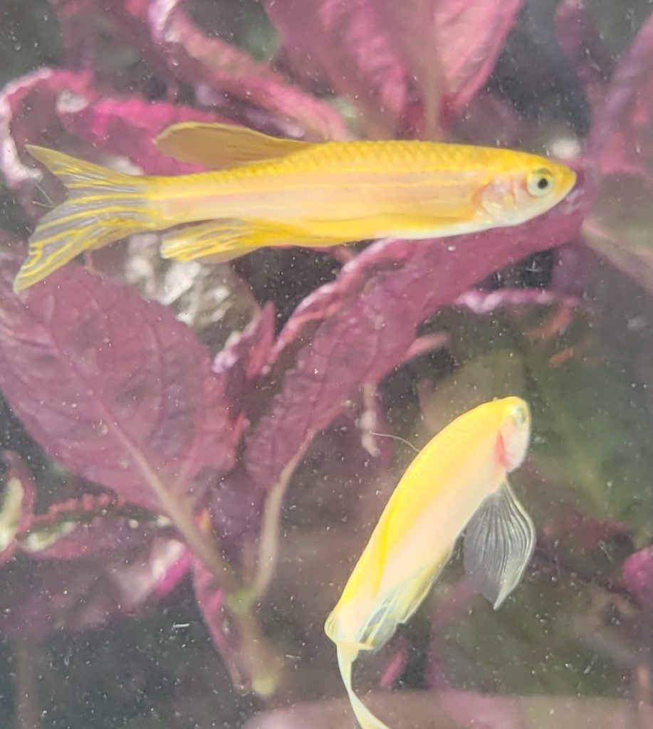 Longfin Gold Zebra Danio - Danio rerio for sale from Buy Live Fish ...