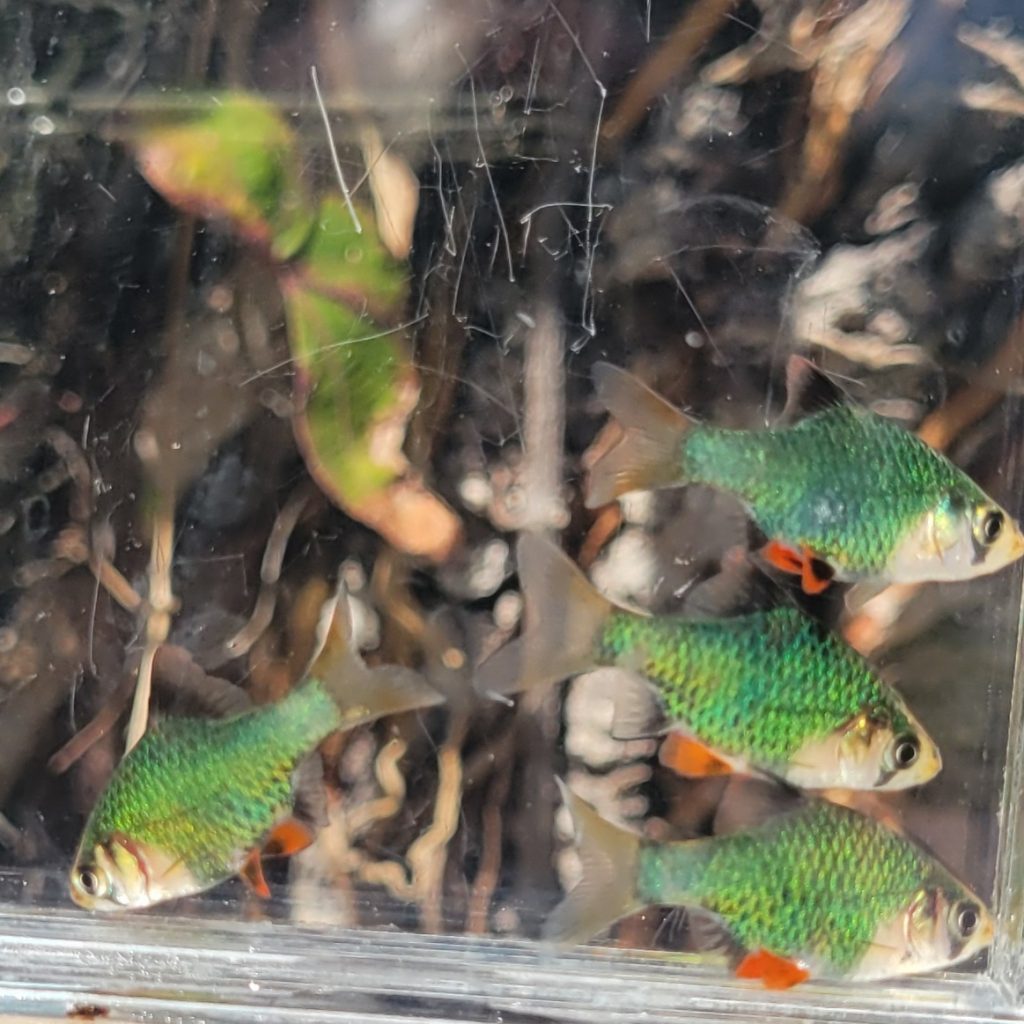 Barbs - Buy Live Fish online | Online Fish Store - Quinn's Fins