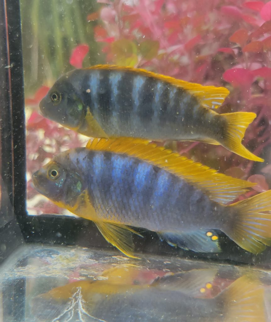 Red Top Hongi - Labidochromis sp - Buy Live Fish online | Online Fish ...