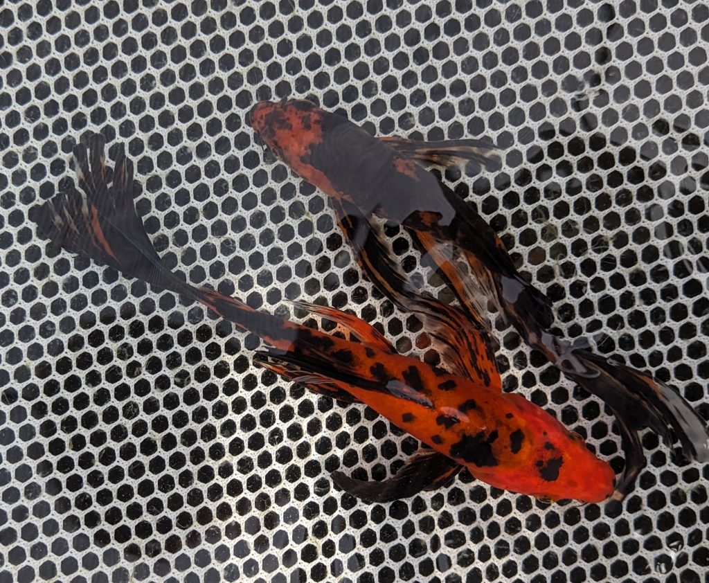 Hi Utsuri Butterfly Koi - Cyprinus rubrofuscus - Buy Live Fish online ...