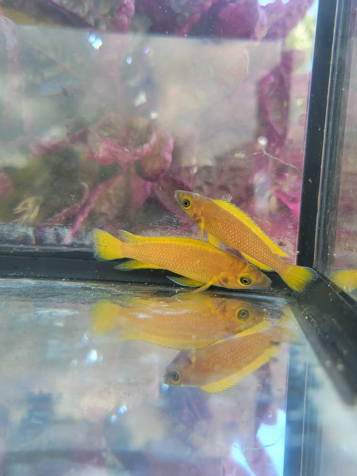 Leleupi - Neolamprologus leleupi "orange" - Buy Live Fish online ...