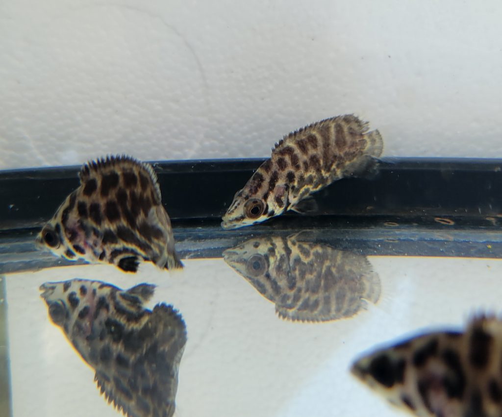 Leopard Bush Fish - Ctenopoma acutirostre - Buy Live Fish online ...