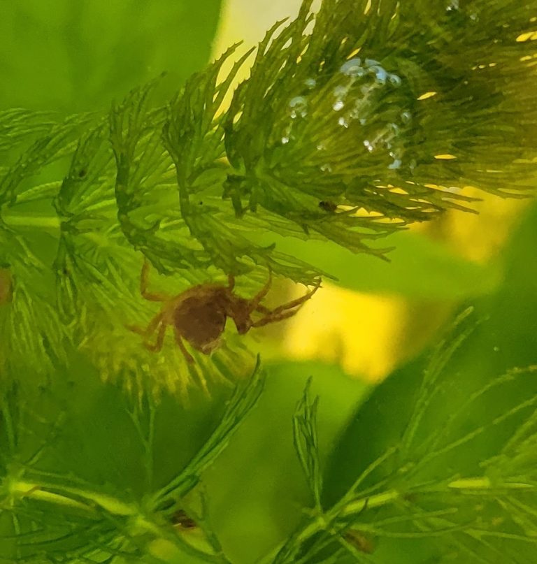 Thai Micro Crabs - Limnopilos naiyanetr - Buy Live Fish online | Online ...