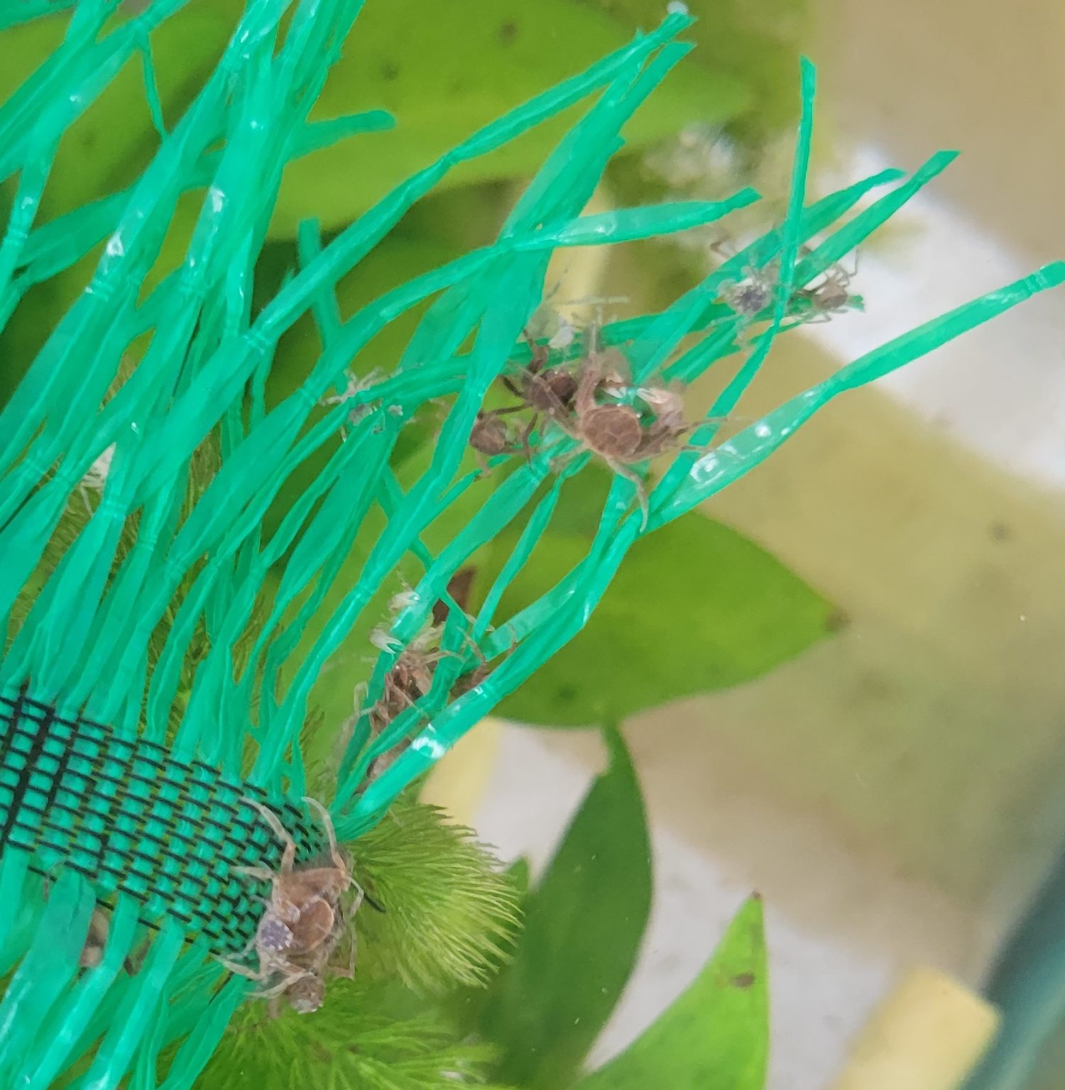 Thai Micro Crabs - Limnopilos naiyanetr - Buy Live Fish online | Online ...