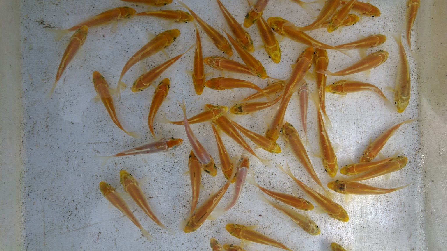Platinum Butterfly Ogon Koi - Cyprinus rubrofuscus "Ogon" - Buy Live ...