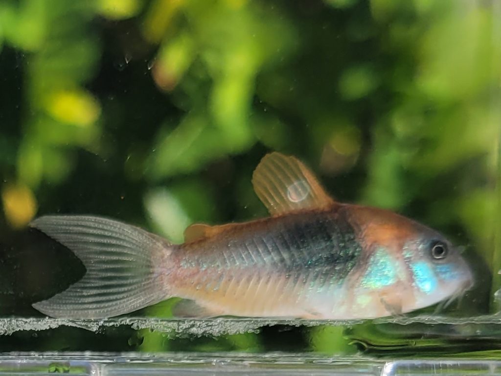 Orange Venezuelan Cory - Corydoras Venezuelanus - Buy Live Fish online ...