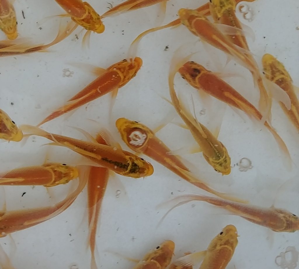 Platinum Butterfly Ogon Koi - Cyprinus rubrofuscus "Ogon" - Buy Live ...