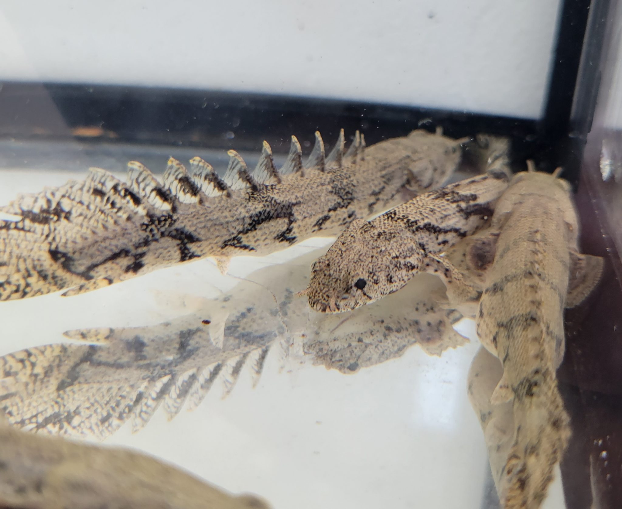 Saddled Bichir - Polypterus endlicheri - Buy Live Fish online | Online ...