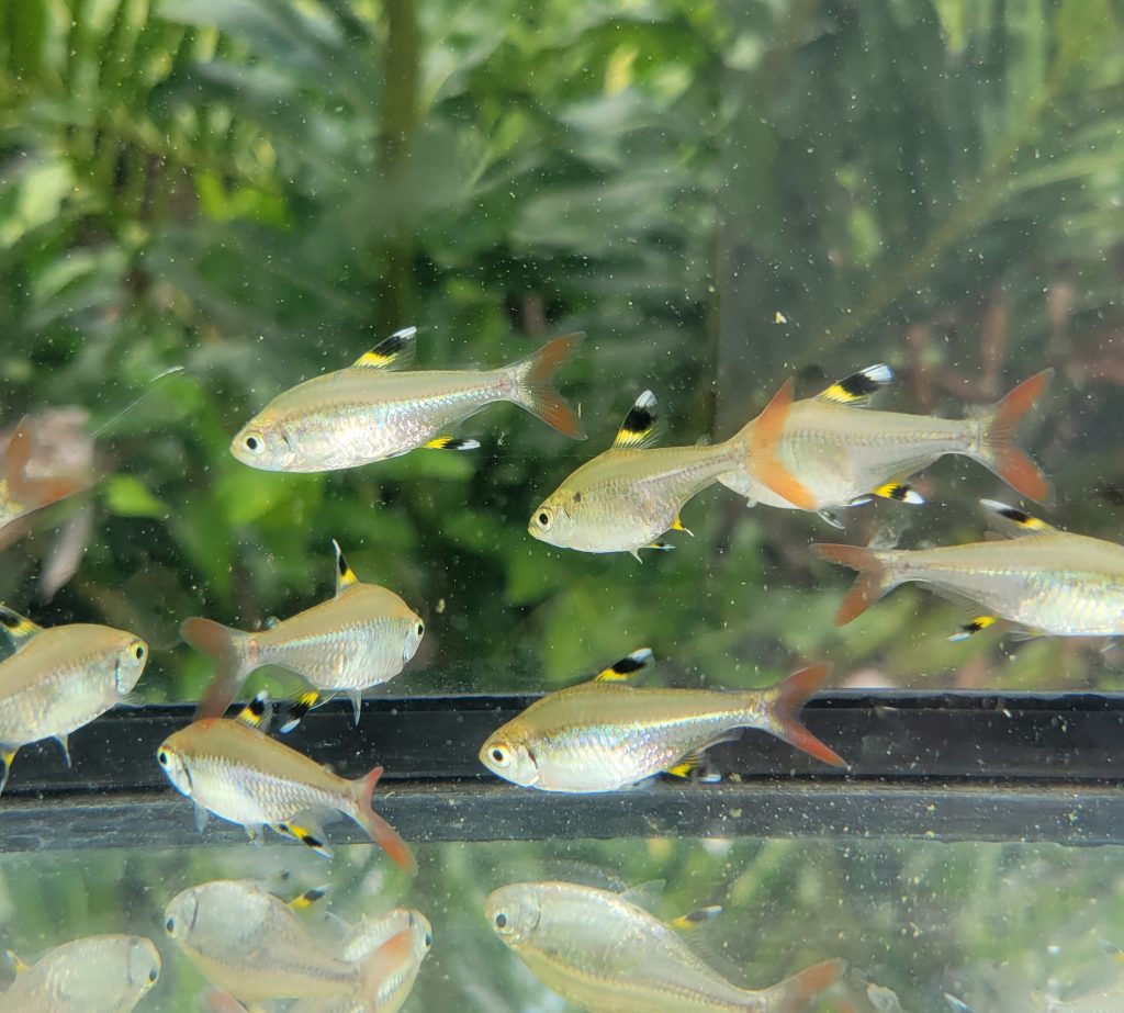 Pristella tetra - Pristella maxillaris - Buy Live Fish online | Online ...