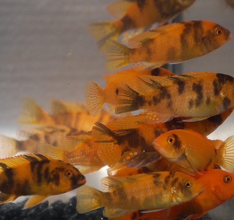 OB Red Zebra - Metriaclima estherae - Buy Live Fish online | Online ...