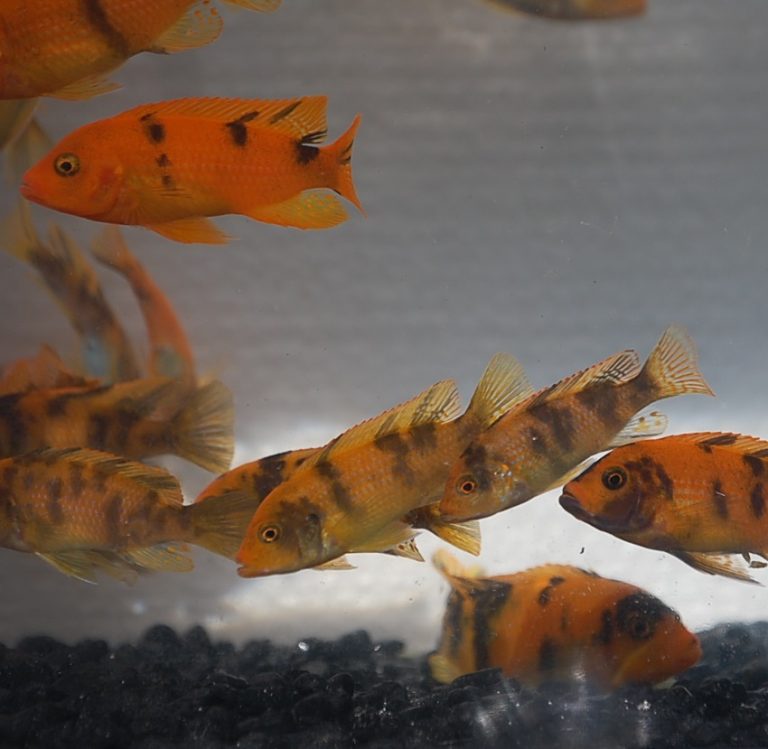 OB Red Zebra - Metriaclima estherae - Buy Live Fish online | Online ...