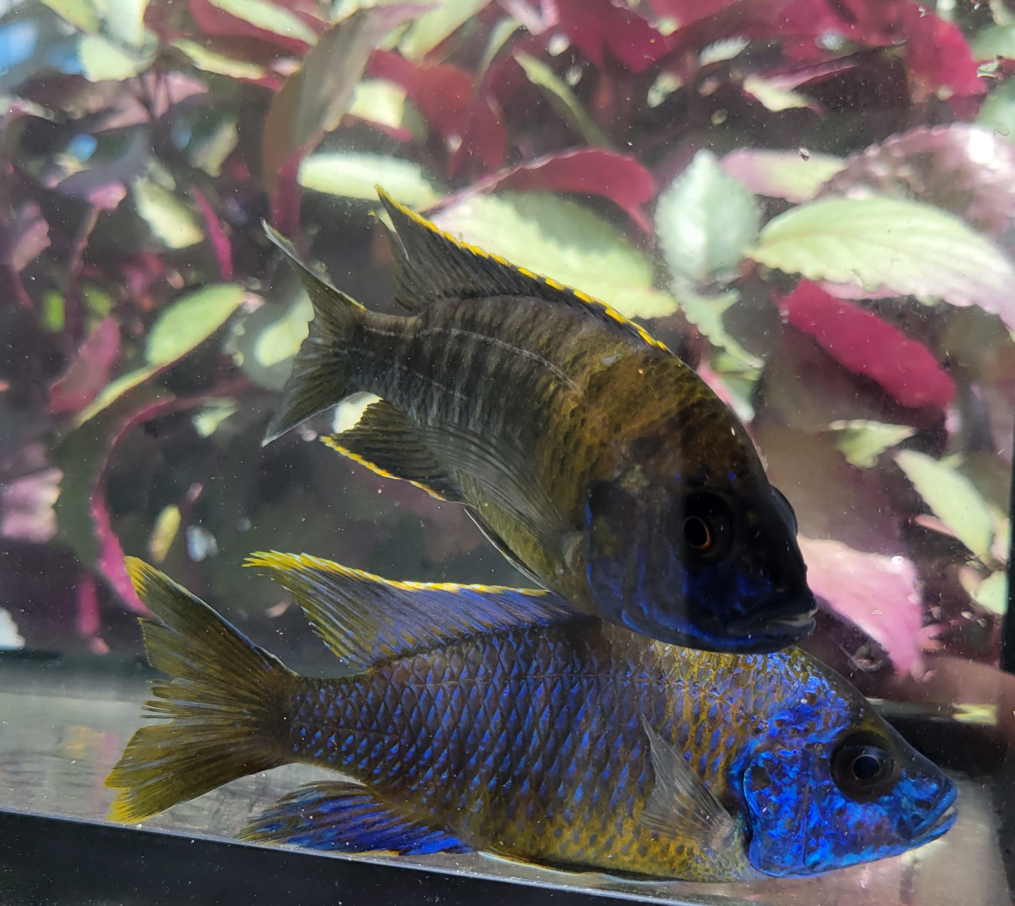 Red Top Lwanda Peacock- Aulonocara sp "Lwanda" - Buy Live Fish online ...