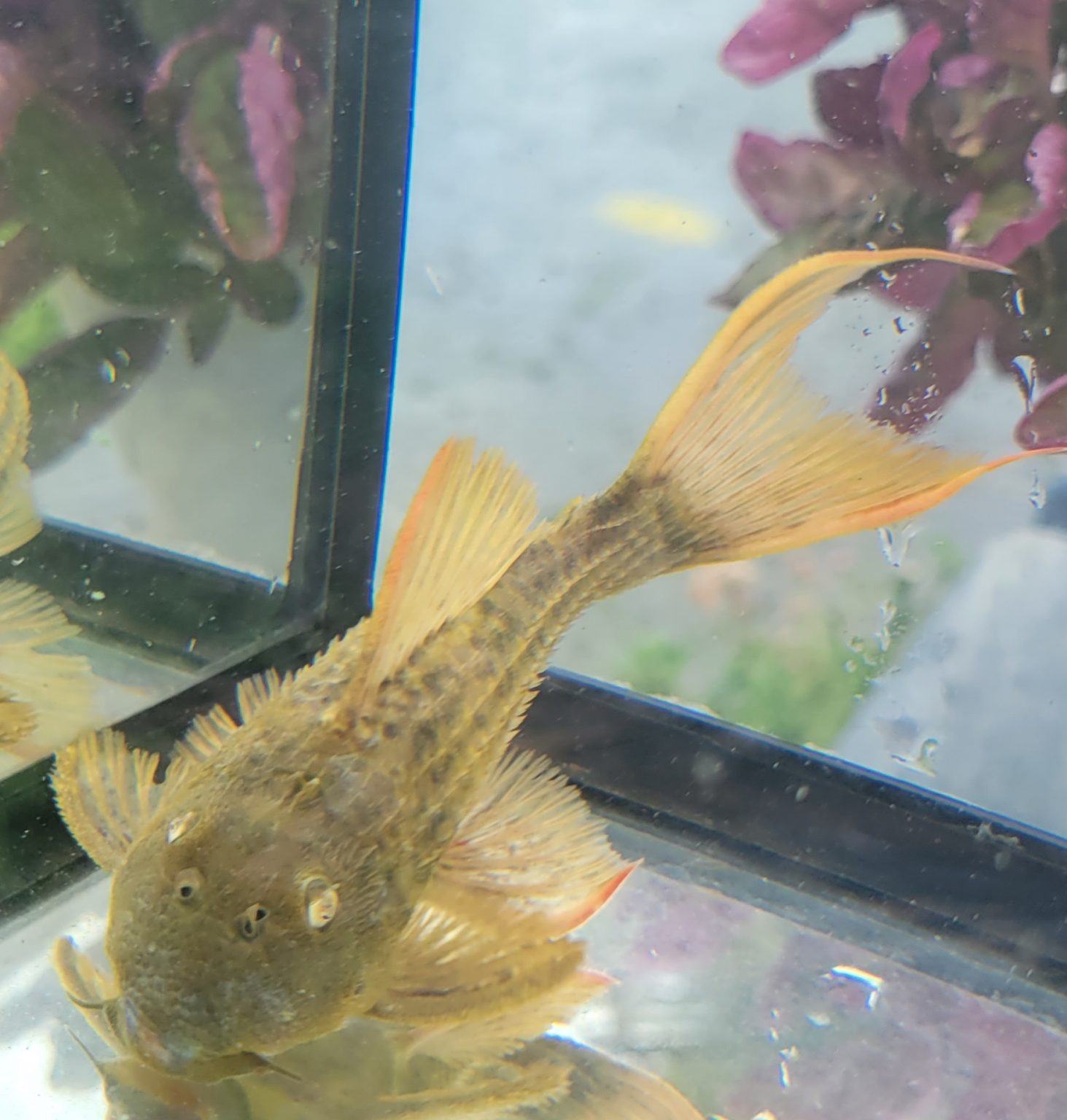 L024 - Redfin Cactus Pleco - Pseudacanthicus pitanga - Buy Live Fish ...
