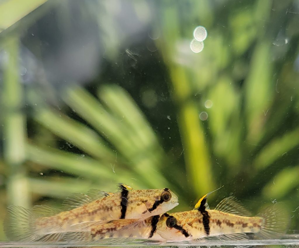 Rhino Goby - Redigobius balteatus - Buy Live Fish online | Online Fish ...