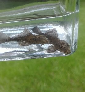 Rhino Pleco - Pterygoplichthys scrophus - Buy Live Fish online | Online ...