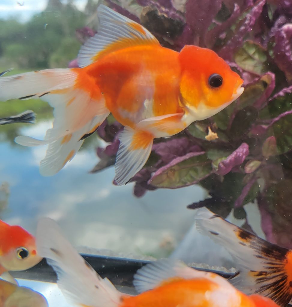 Thai Sakura Oranda Goldfish - Carassius auratus - Buy Live Fish online ...