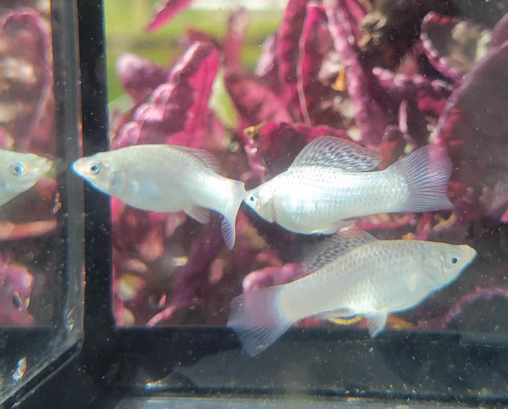 Silver Molly - Poecilia Sphenops - Buy Live Fish online | Online Fish ...