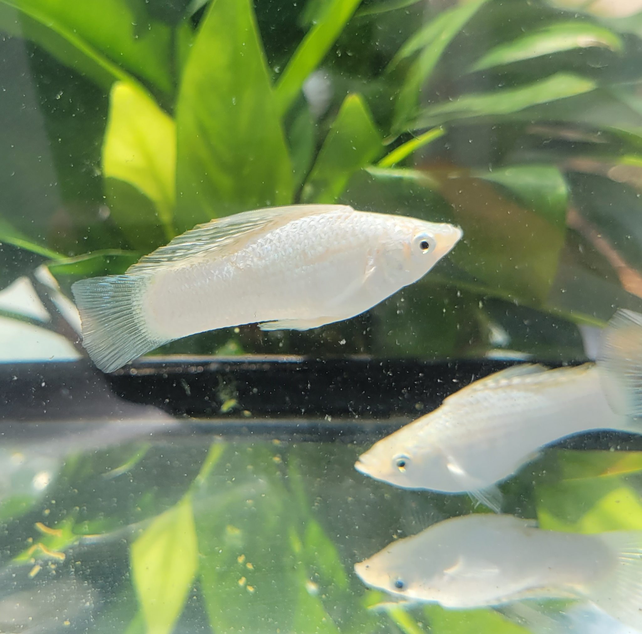 Silver Sailfin Molly - Poecilia latipinna - Buy Live Fish online ...