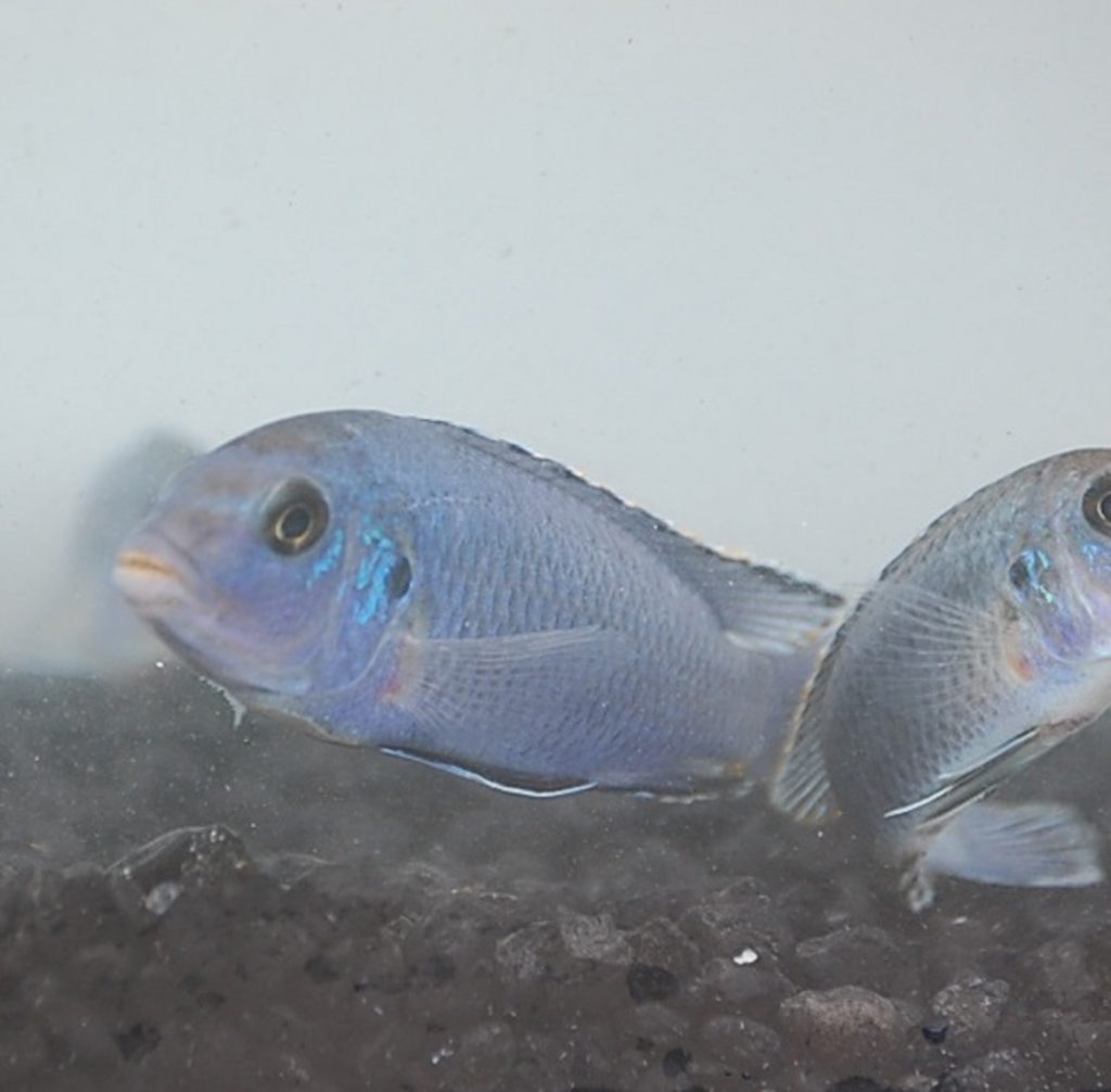 Socolofi cichlid - Psuedotropheus socolofi - Buy Live Fish online ...
