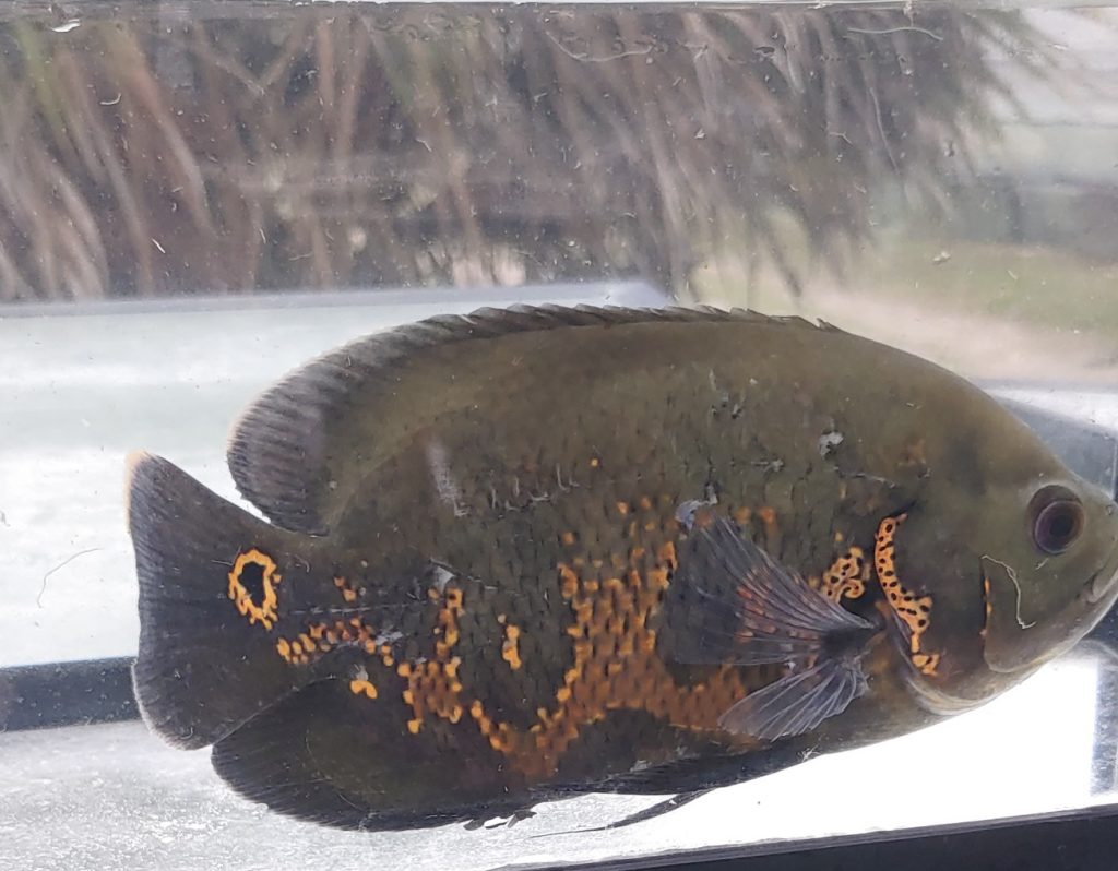 Tiger Oscar - Astronotus ocellatus - Buy Live Fish online | Online Fish ...