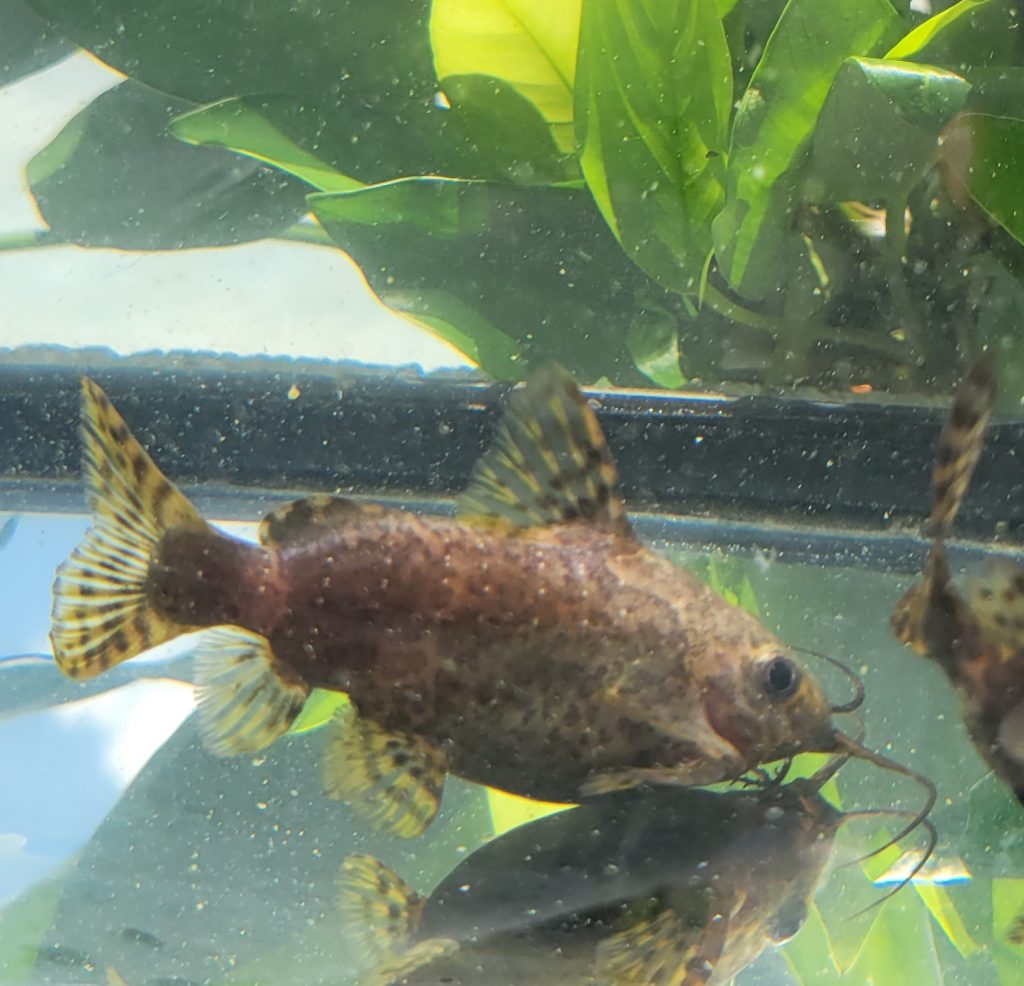 Upside Down Catfish - Synodontis nigriventris - Buy Live Fish online ...