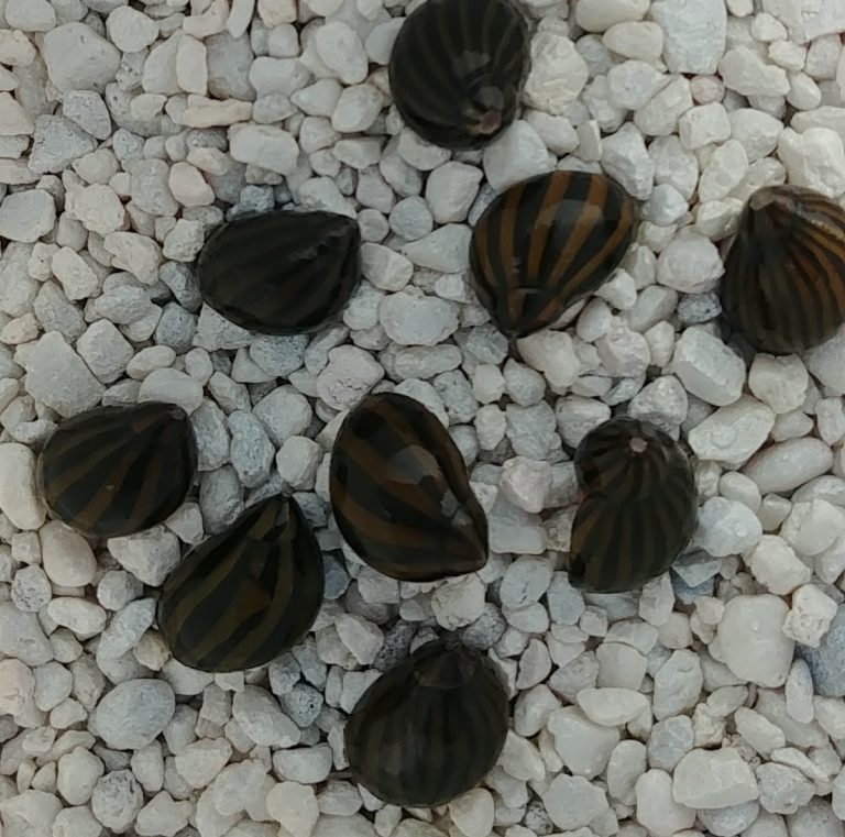 Zebra Nerite Snail - Vittina natalensis - Buy Live Fish online | Online ...