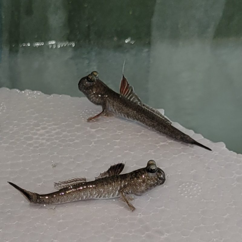 Pearse's Mudskipper - Periopthalmus novemradiatus - Buy Live Fish ...