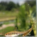 African Banded Barb — Barbus fasciolatus - Buy Live Fish online ...